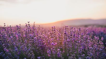 Widex Zen - Proven tinnitus sound therapy | Widex Pro